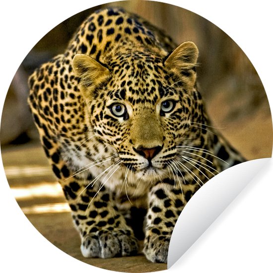 WallCircle - Muurstickers - Behangcirkel - Luipaard - Roofdier - Portret - ⌀ 120 cm -... | bol