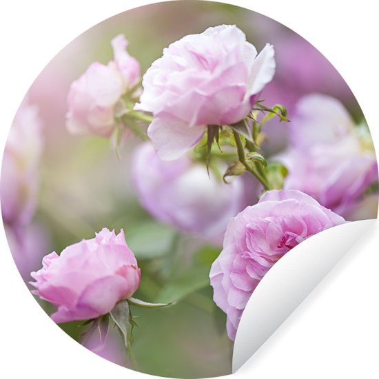 WallCircle - Muurstickers - Behangcirkel - Planten van roze rozen groeien in de natuur... | bol.com