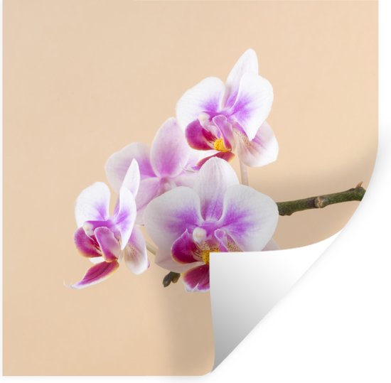 Muurstickers - Sticker Folie - Witte en roze orchidee - 120x120 cm - Plakfolie -... | bol