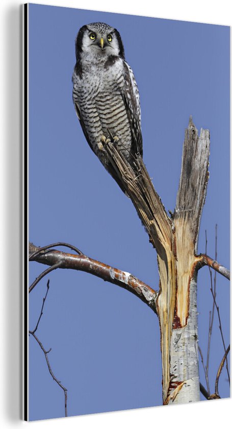 Eurasian Sparrowhawk Owl in the top of a tree Aluminium 20x30 cm ...