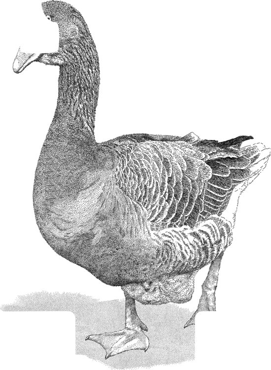 Verwisselbare print voor Fotokoffer - Een zwart-wit tekening van een ...