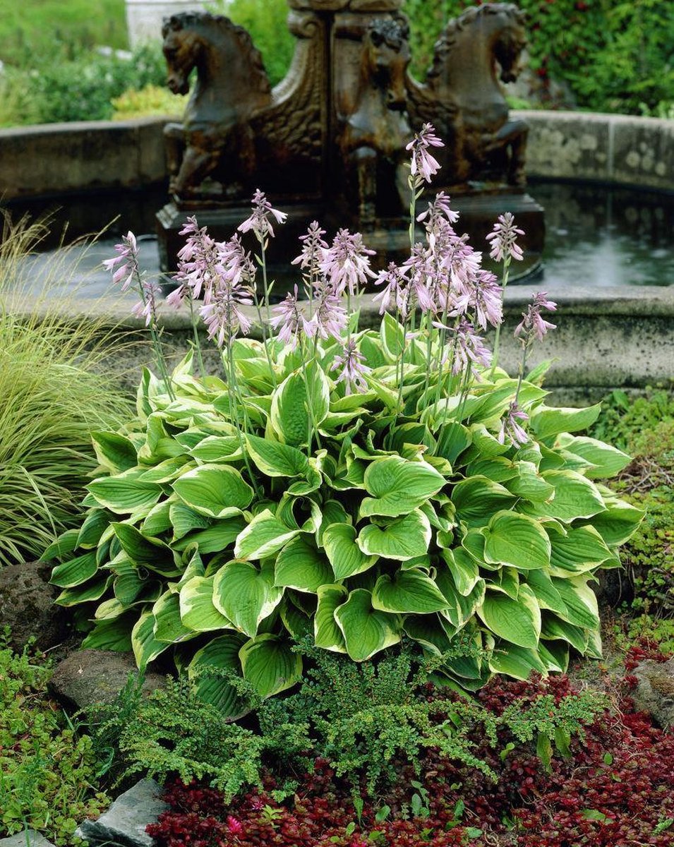 16x Hosta 'Hosta aureomarginata fortunei' bulbes à fleurs avec garantie ...