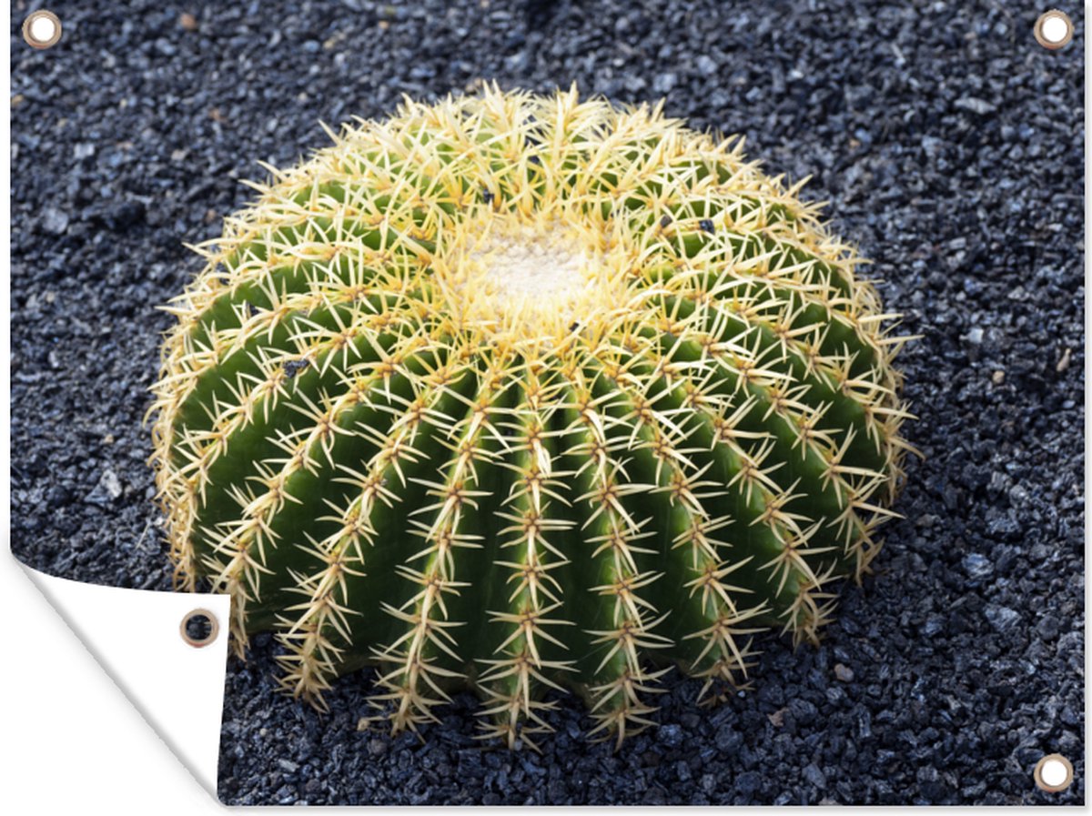 Tuinposter - Tuindoek - Tuinposters buiten - Schoonmoedersstoel cactus ...