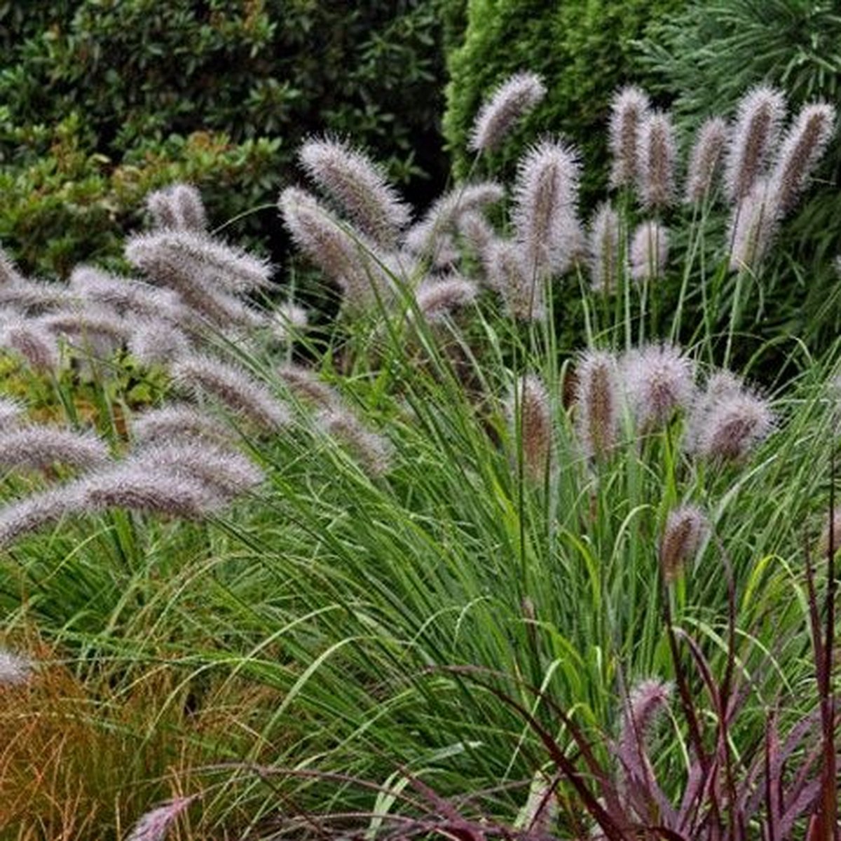 100 x Lampenpoetsersgras Moudry - Siergras met Pluim - Pennisetum ...
