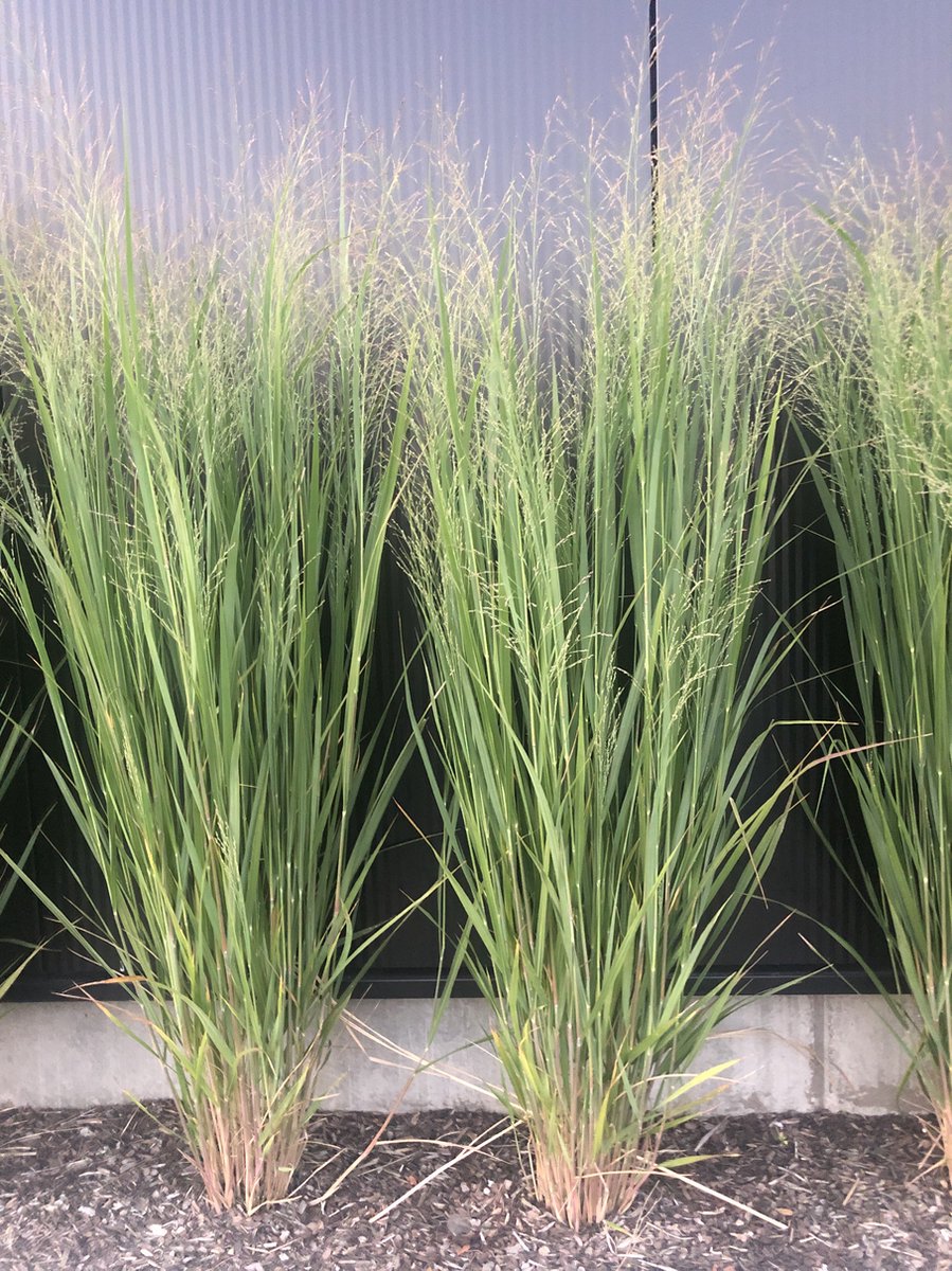 6x Panicum virgatum 'Heavy Metal' - Vingergras - Pot 9x9 cm | bol