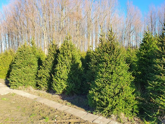 Echte kerstboom Picea omorika (zilverspar) 170-200cm met kluit in pot ...