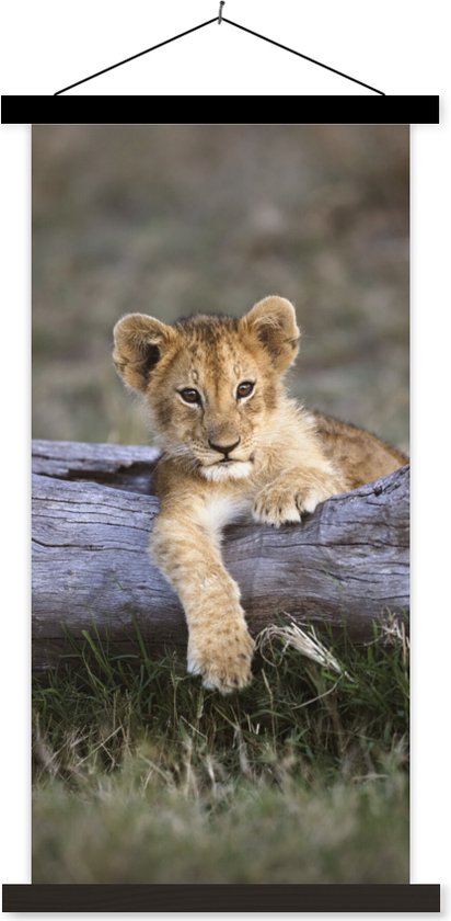 Porte-affiche avec affiche - Affiche scolaire - Cub - Animal - Nature ...