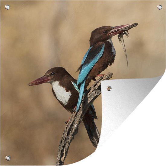 Posters de jardin Deux rapaces sur la même branche - 50x50 cm - Toile ...