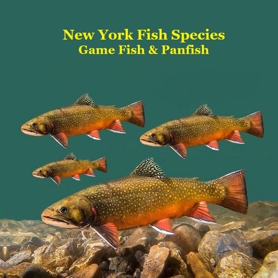 New York Game Fish and Panfish Species Kids Book: Great Book About the ...