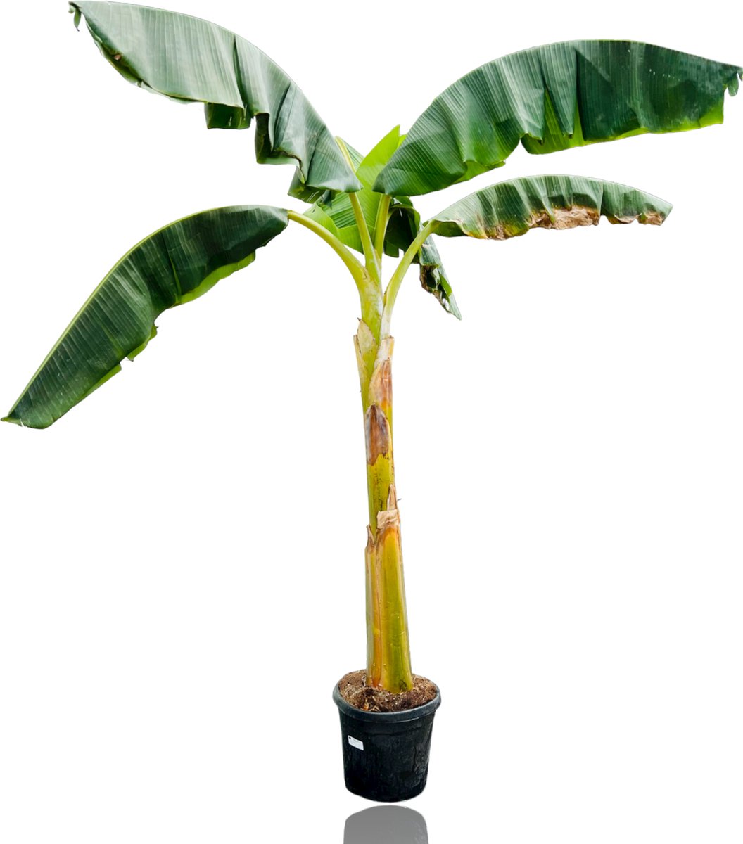 Musa Basjoo - Fruitboom - Bananenboom - Snel groeiend - Uniek ...