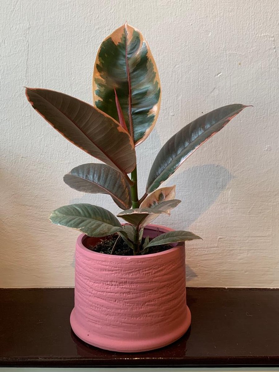 Planten pot voor binnen - Aardewerk - De wonderkas - aardewerk pot ...