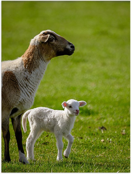 WallClassics - Poster Glanzend – Vader Schaap met Lammetje in het Veld ...
