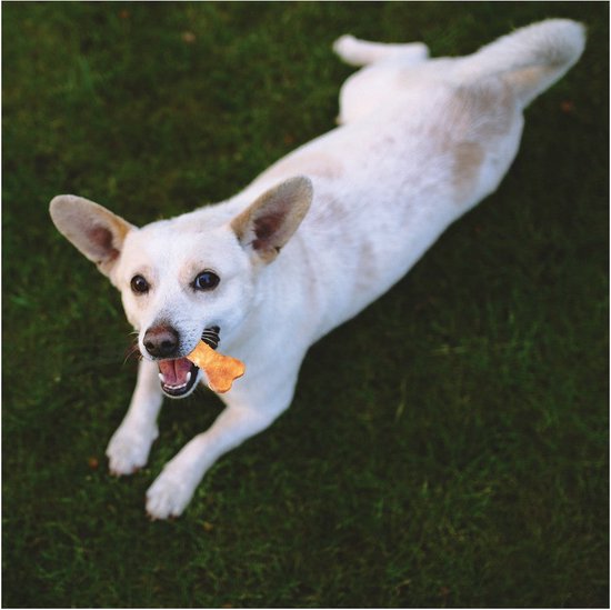 Dog Snack Nothin to Hide Bone Chicken Rings 12 Units | bol