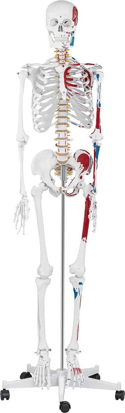 physa anatomisch skelet PHY-SK-2 - levensgroot | bol.com
