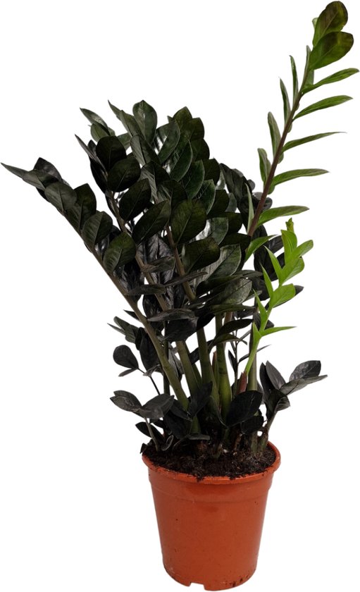 Zamio noir (Zamioculcas Raven) - la plant mesure 55 cm de haut | bol.com