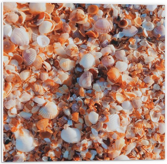 WallClassics - PVC Schuimplaat- Bruin met Witte Schelpjes - 50x50 cm ...