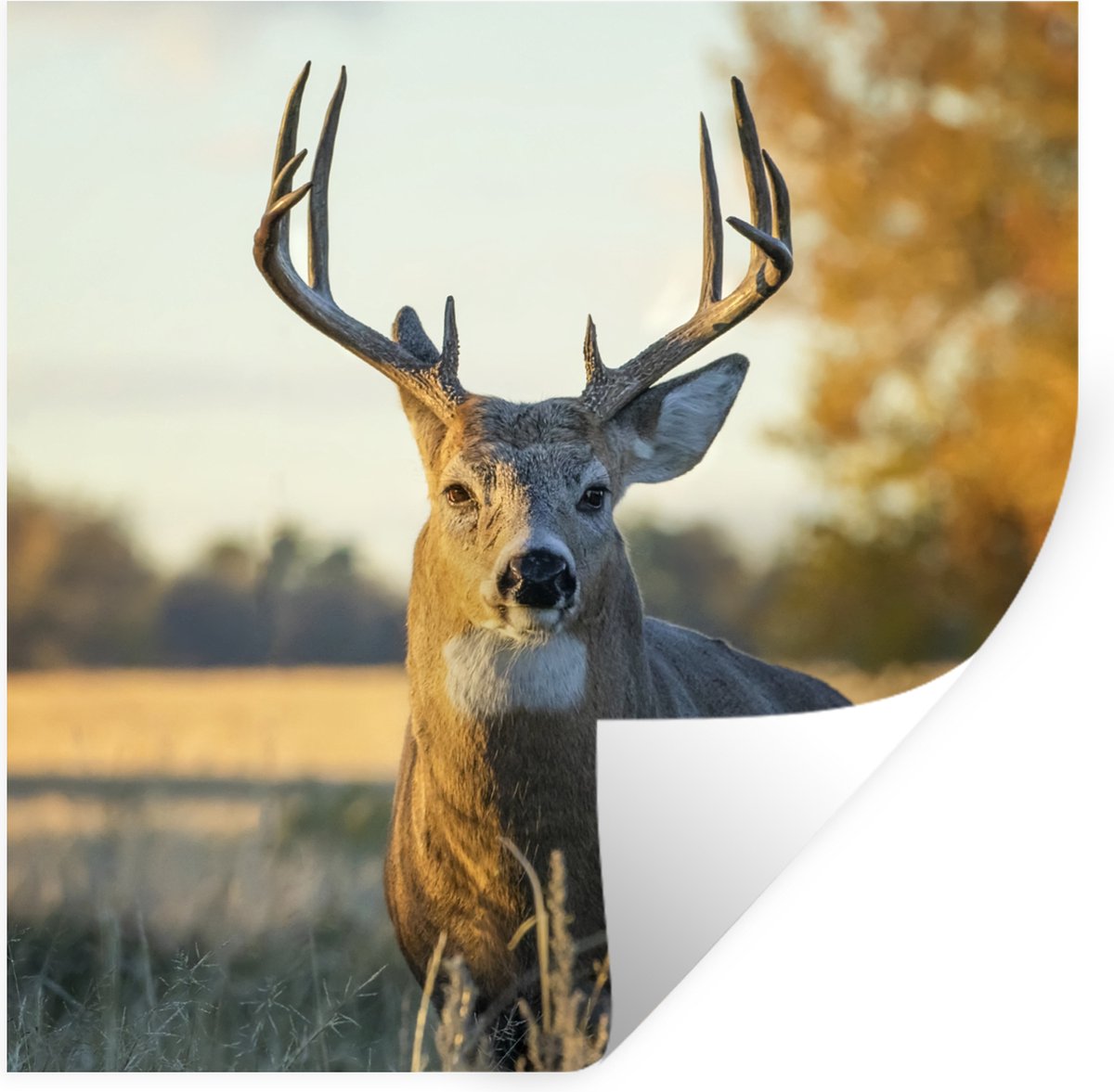 Muurstickers - Sticker Folie - Hert - Gras - Herfst - Gewei - Natuur ...