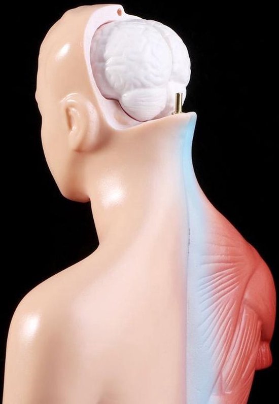 Anatomisch model menselijk lichaam - Torso voor educatieve doeleinden ...