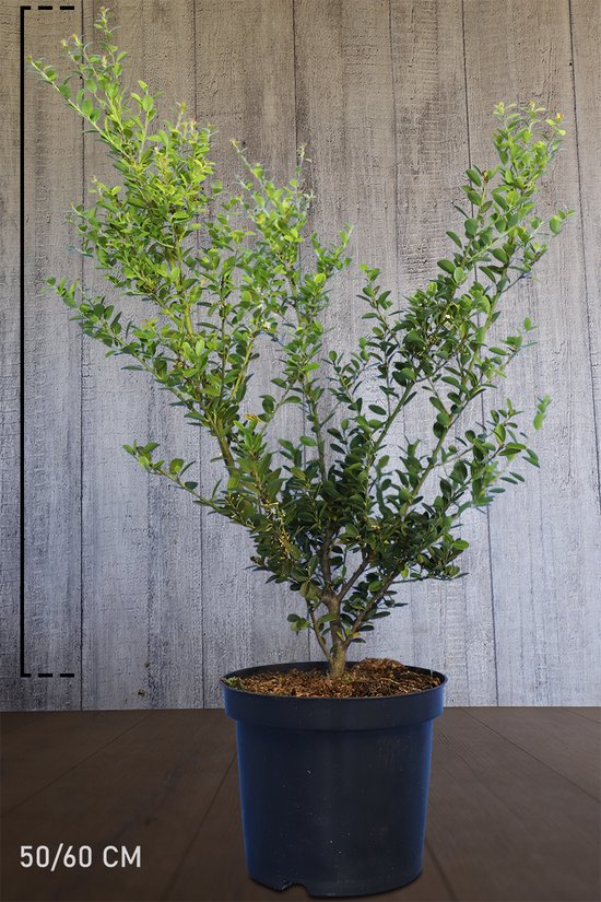 Set van 10 | Japanse hulst 'Green Hedge' Pot 50-60 cm Extra kwaliteit ...