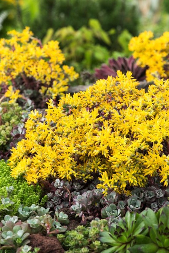 Set van 3 | Sedum spathulifolium 'Purpureum' - 0.7 liter pot | bol