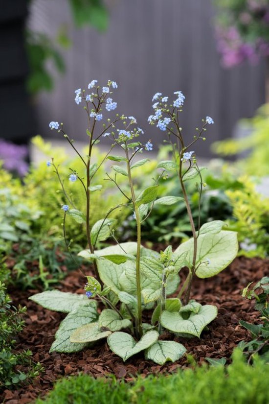 Set van 3 | Brunnera macrophylla 'Looking Glass' - 0.7 liter pot | bol