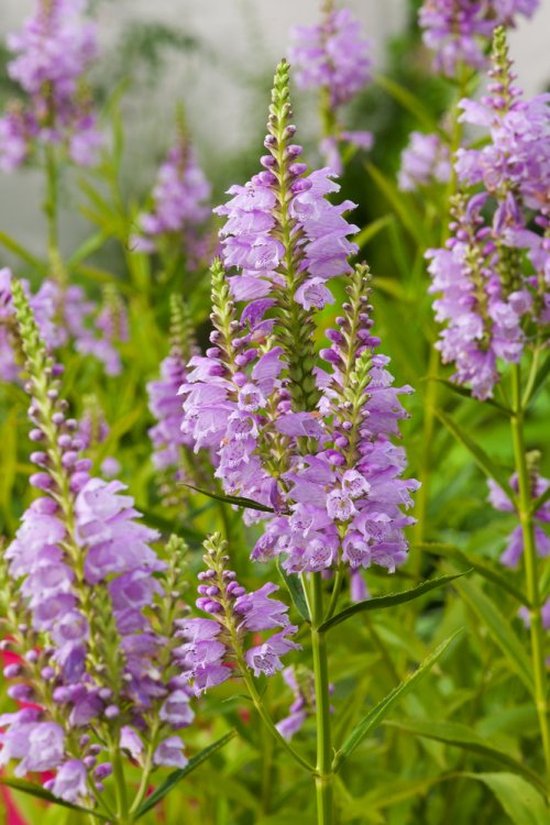 Set van 3 | Physostegia virginiana 'Rosea' - 0.7 liter pot | bol