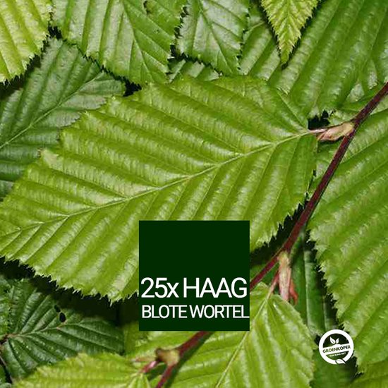 25 X Carpinus Betulus 100-125Cm Blote Wortel - Haagbeuk | bol.com