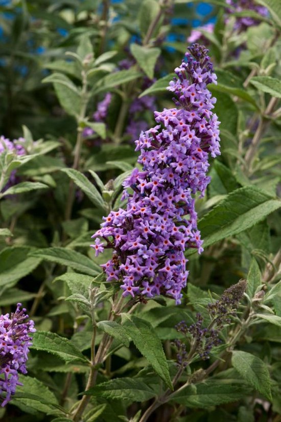 Buddleja Flutterby Lavender - 2 liter pot | bol