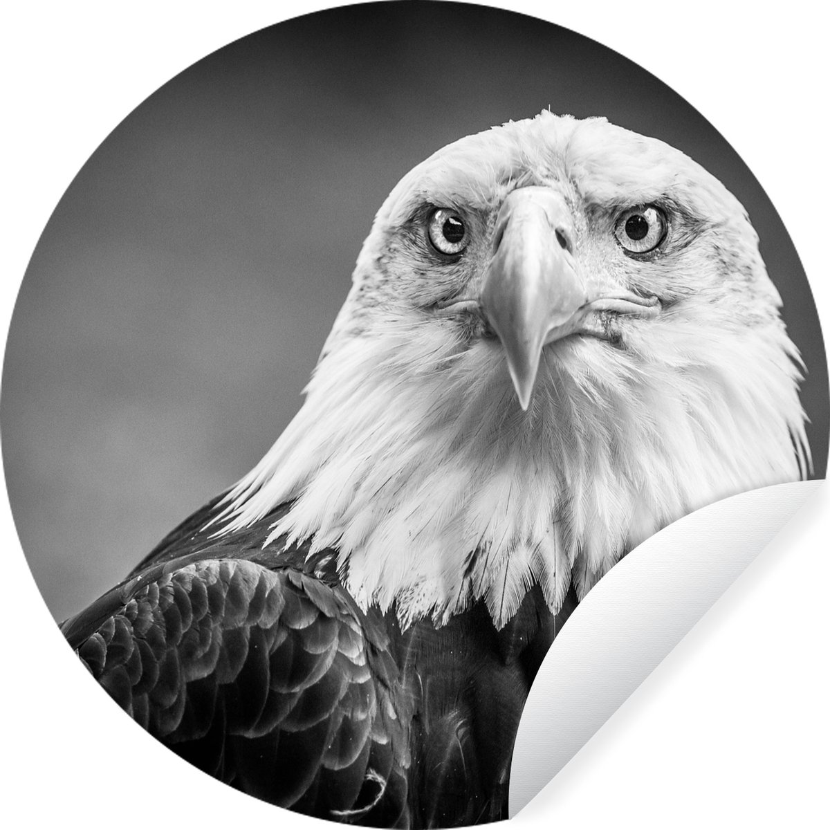 Behangcirkel - Zelfklevend behang - Dieren - Arend - Vogel - Zwart ...