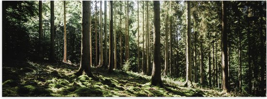 WallClassics - Poster (Mat) - Bomen op Helling van Berg - 90x30 cm Foto ...