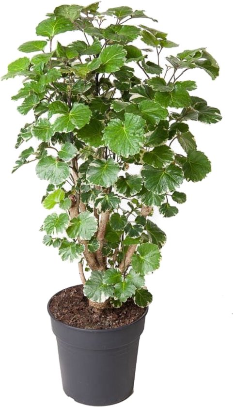 Plant in a Box - Polyscias Balfouriana - Hartvormige groene bladeren ...