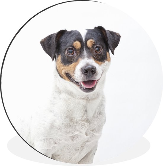 WallCircle - Wandcirkel - Muurcirkel - Jack Russel die lacht ...