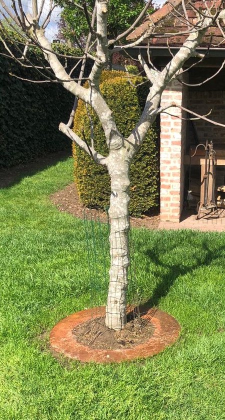 Wovar Boomring cortenstaal 100 cm | Per Stuk | bol