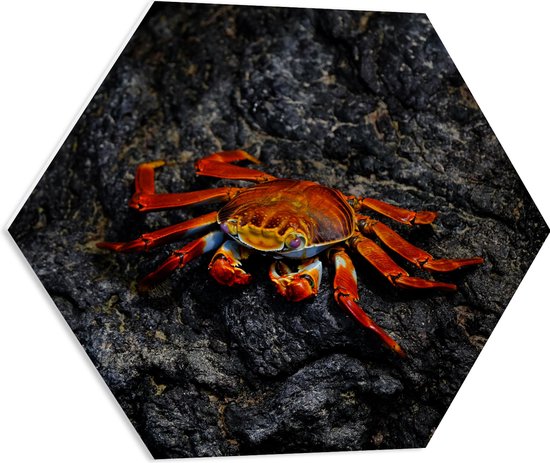 WallClassics - PVC Schuimplaat Hexagon - Rode Krab op een Steen - 60x52 ...