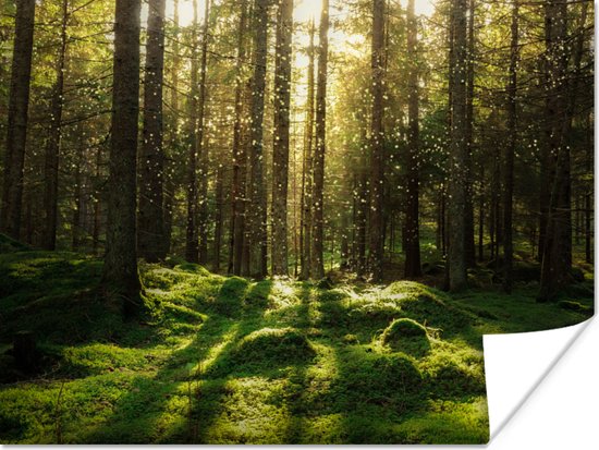 Poster Bomen - Bos - Mos - Planten - Zon - Natuur - 80x60 cm | bol.com