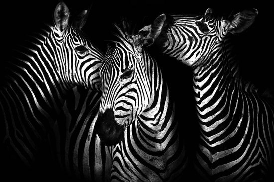 Fotobehang - Vlies Behang - Zebra's op een zwarte achtergrond - 368 x ...