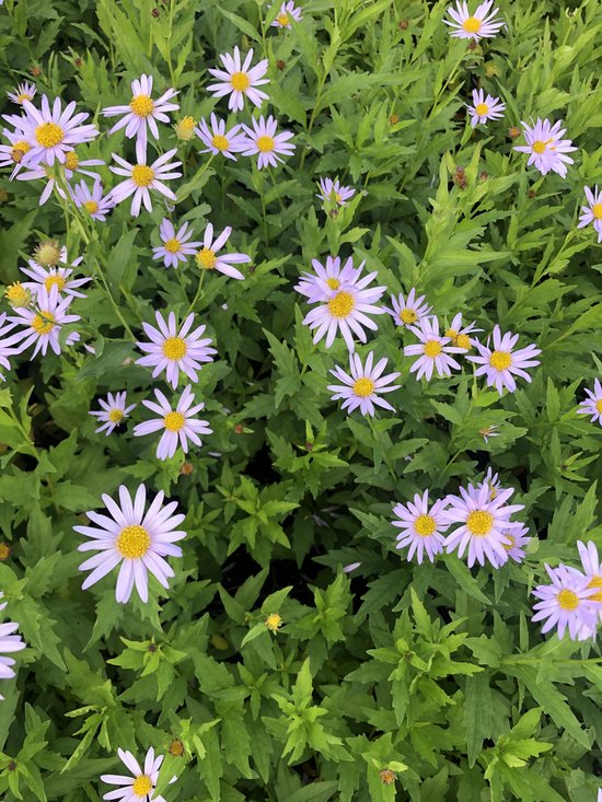 6 x Kalimeris incisa 'Charlotte' - Kalimeris - pot 9 x 9 cm | bol