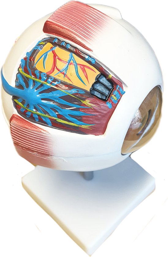 Anatomisch model van het Oog 6 x vergroot - anatomie oogmodel | bol