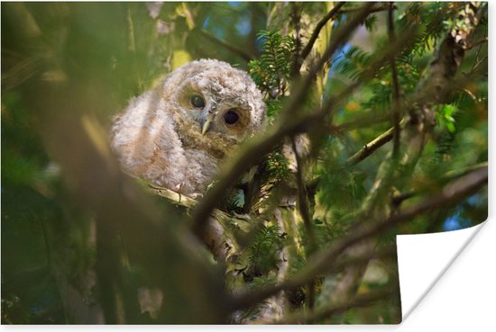 Poster Bosuil tussen de takken in de boom - 30x20 cm | bol