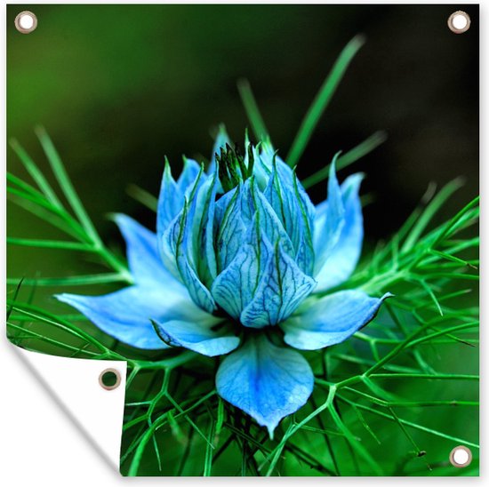 Tuin poster Een nigelle bloem op een groene plant - 200x200 cm ...