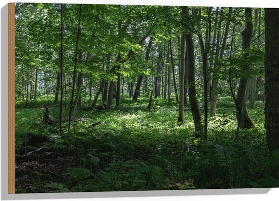 WallClassics - Hout - Verschillende Groene Bomen in Bos - 75x50 cm - 12 ...