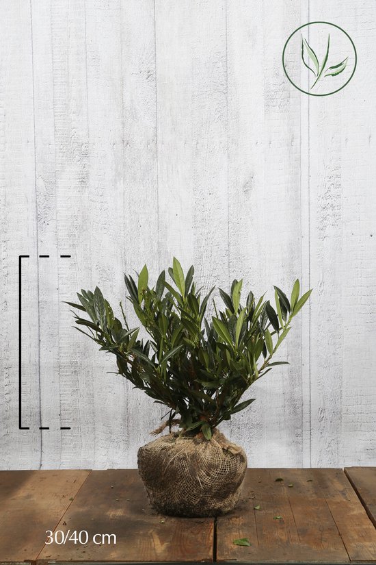 10 stuks | Laurier 'Otto Luyken' Kluit 30-40 cm - Bloeiende plant ...