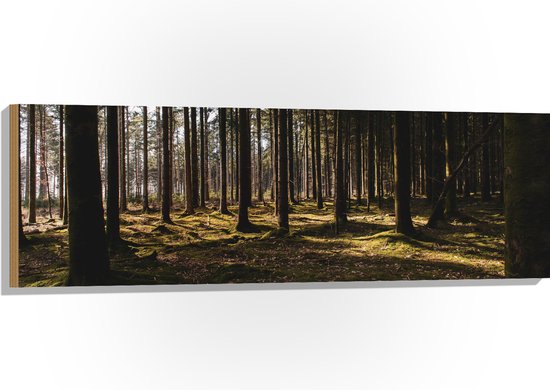 WallClassics - Hout - Bomen met Mos in het Bos - 120x40 cm - 12 mm dik ...