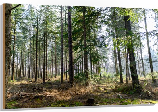 WallClassics - Hout - Hoge Naaldbomen in het Bos - 120x80 cm - 12 mm ...