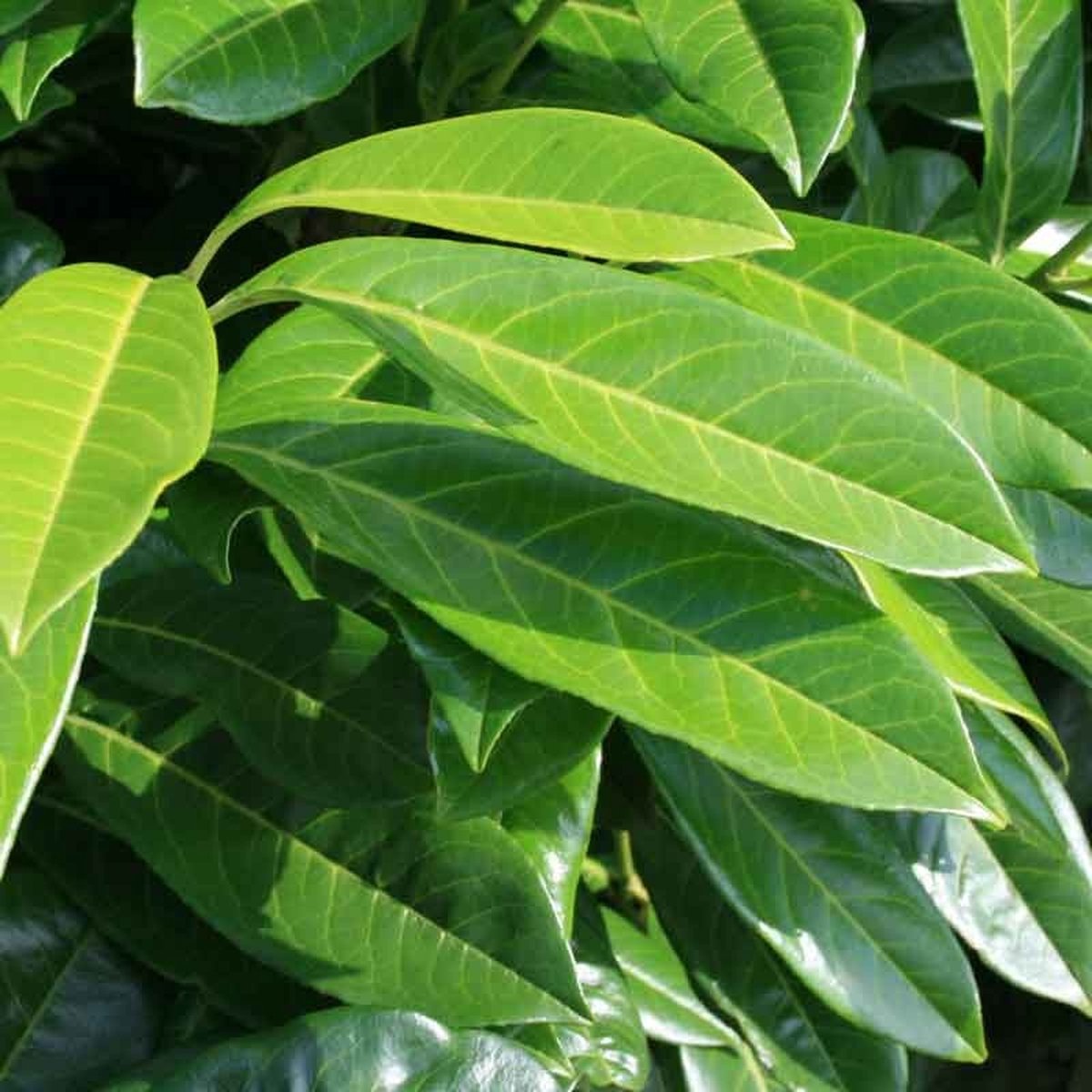 10 stuks | Laurier 'Herbergii' Kluit 80-100 cm Extra kwaliteit ...