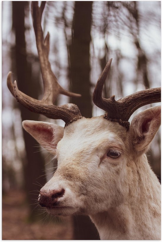 WallClassics - Poster Glanzend – Wit Hert in het Bos - 60x90 cm Foto op ...