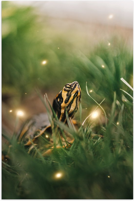 WallClassics - Poster (Mat) - Zwart met Gele Slang tussen het Groene Gras - 40x60 cm... | bol