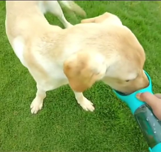 Water fles 300ML-honden fles water - Honden bidon- 3 in 1- Draagbaar ...