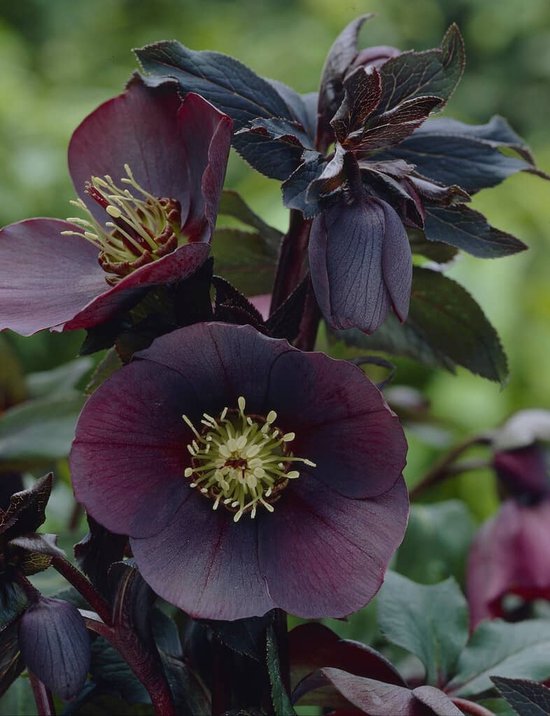 6x Helleborus Orientalis ‘Blue Lady’ – Nieskruid in 9x9cm kweekpotten | bol