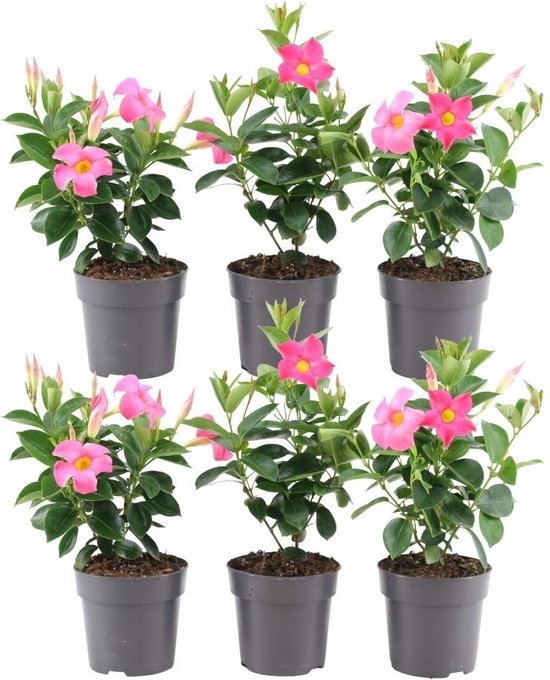 Set van 6 Mandevilla, Trompetbloemige Klimplant, Kleur rose ...